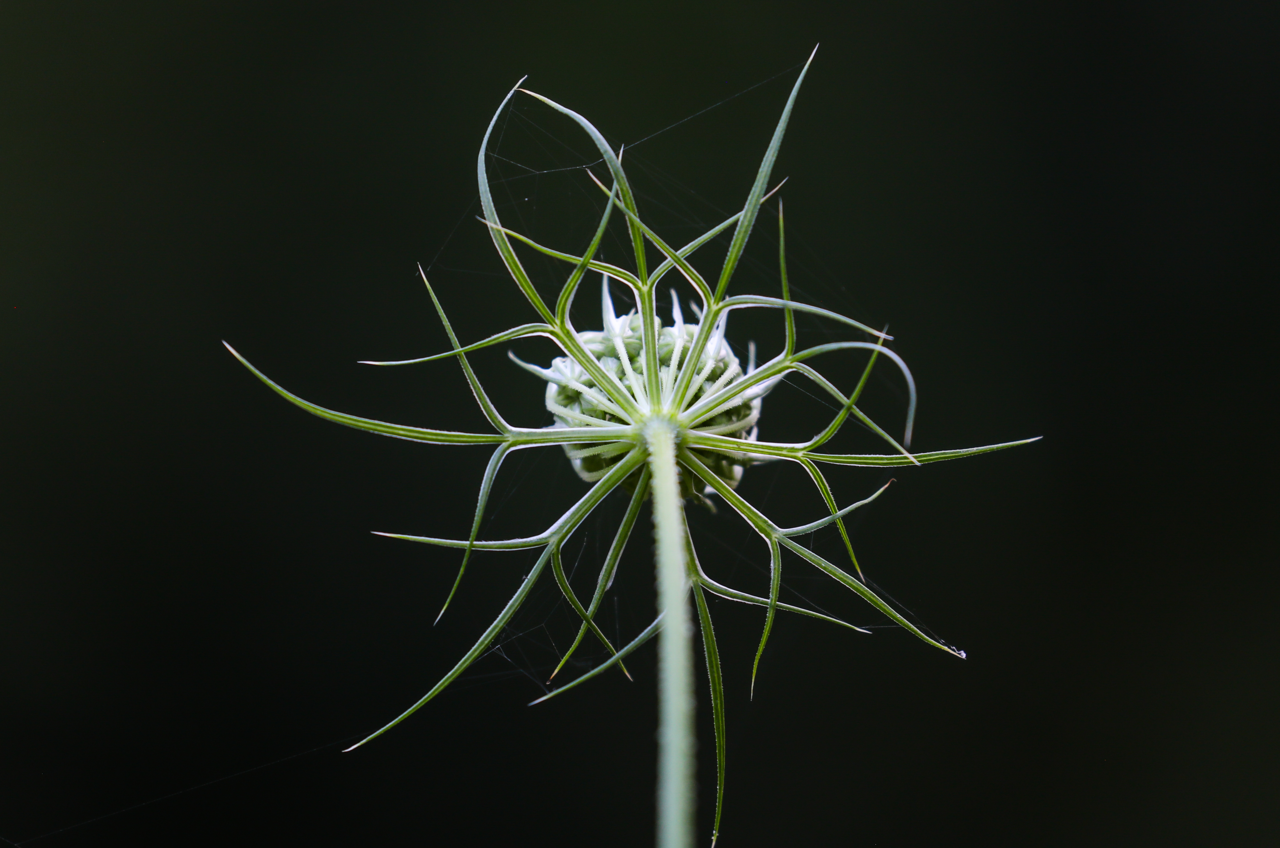 Queen Anne | Shutterbug